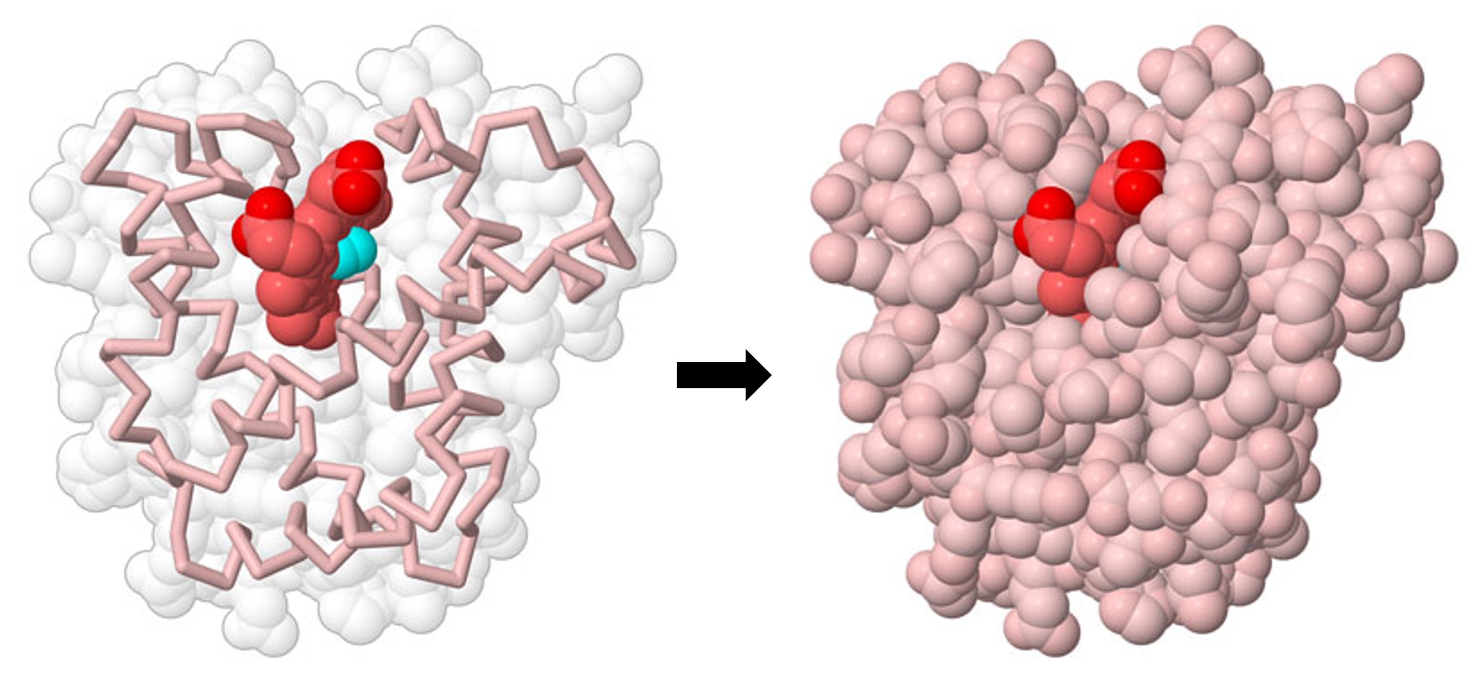 Protein Structure Protein Structure